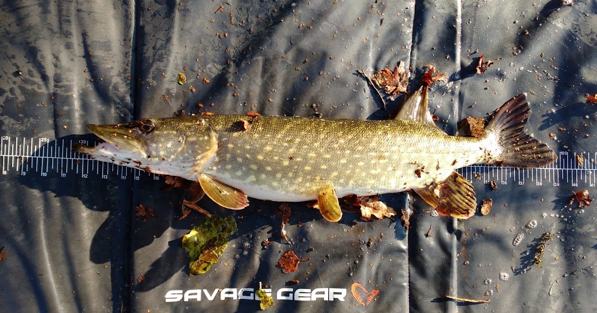 Jorvik Angler: Dead Fish at Dawn