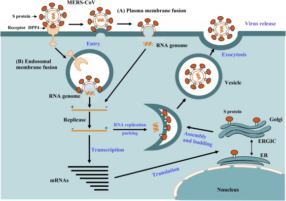 Medical Microbiology: Headlines- MERS and MERS vaccine
