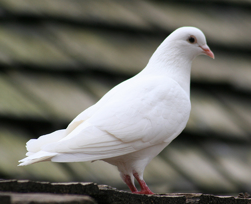 Our Beautiful World: White Dove