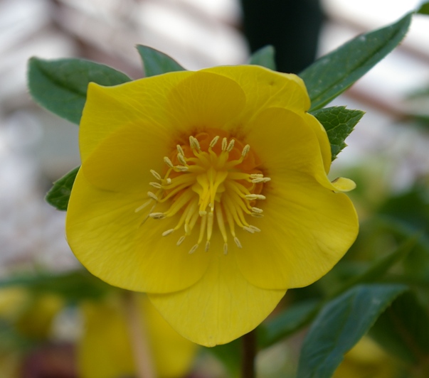 John Grimshaw's Garden Diary: Hellebores at Ashwood Nurseries