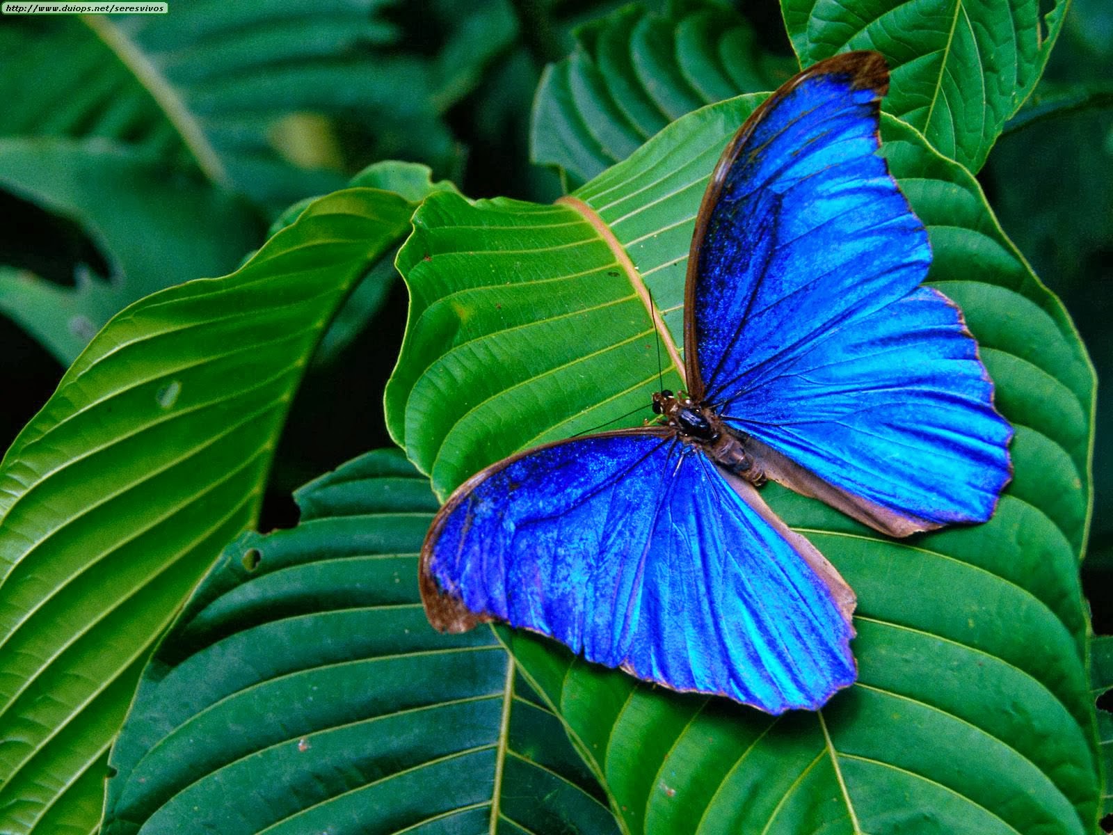 Andy foto natura: Mariposas