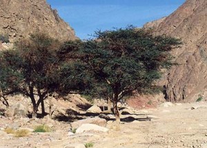 Inilah Penampakan Pohon Garqad Asli, Pohon Yang Akan Melindungi Yahudi ...