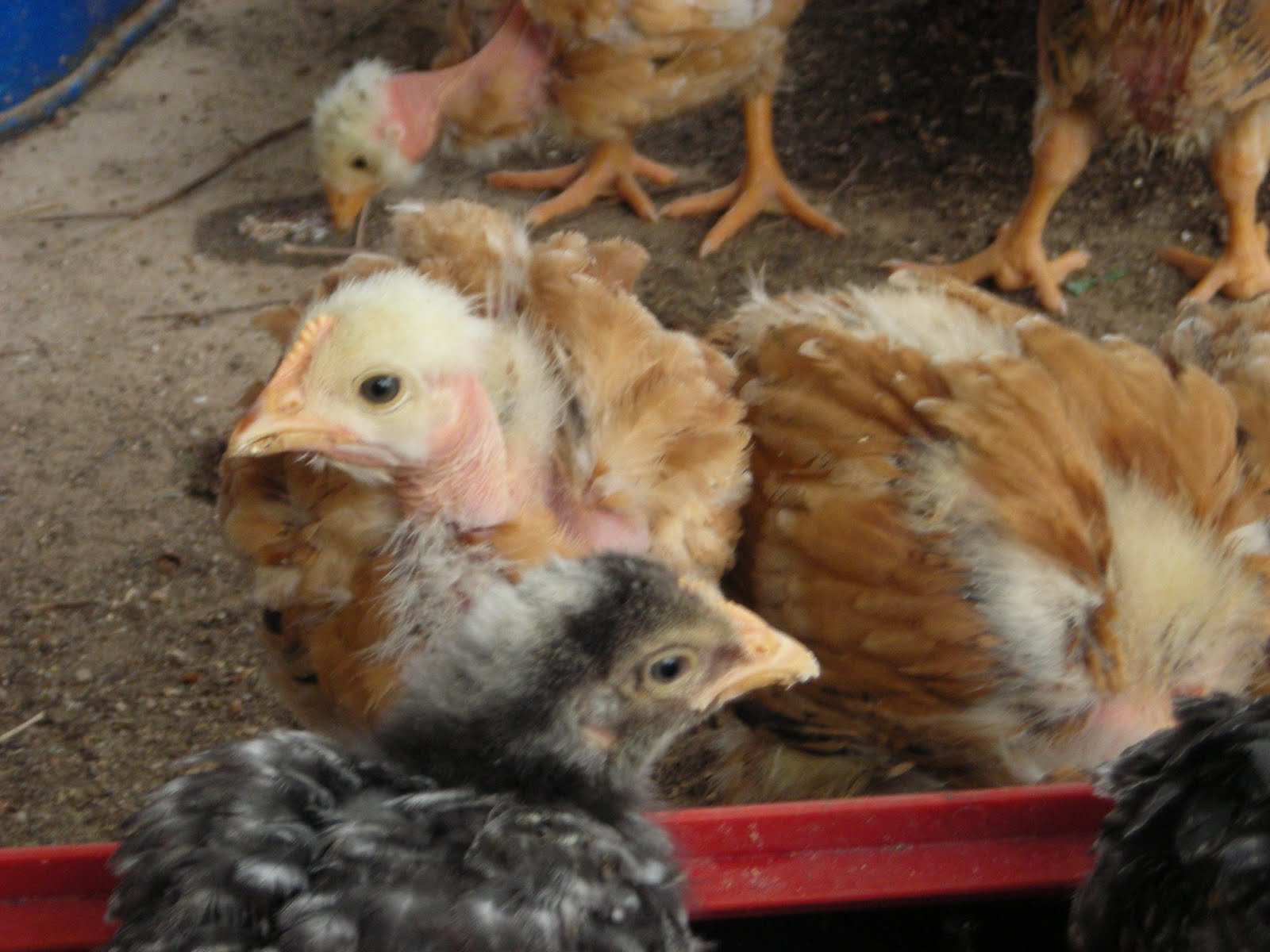 fazer e desfazer: pintos