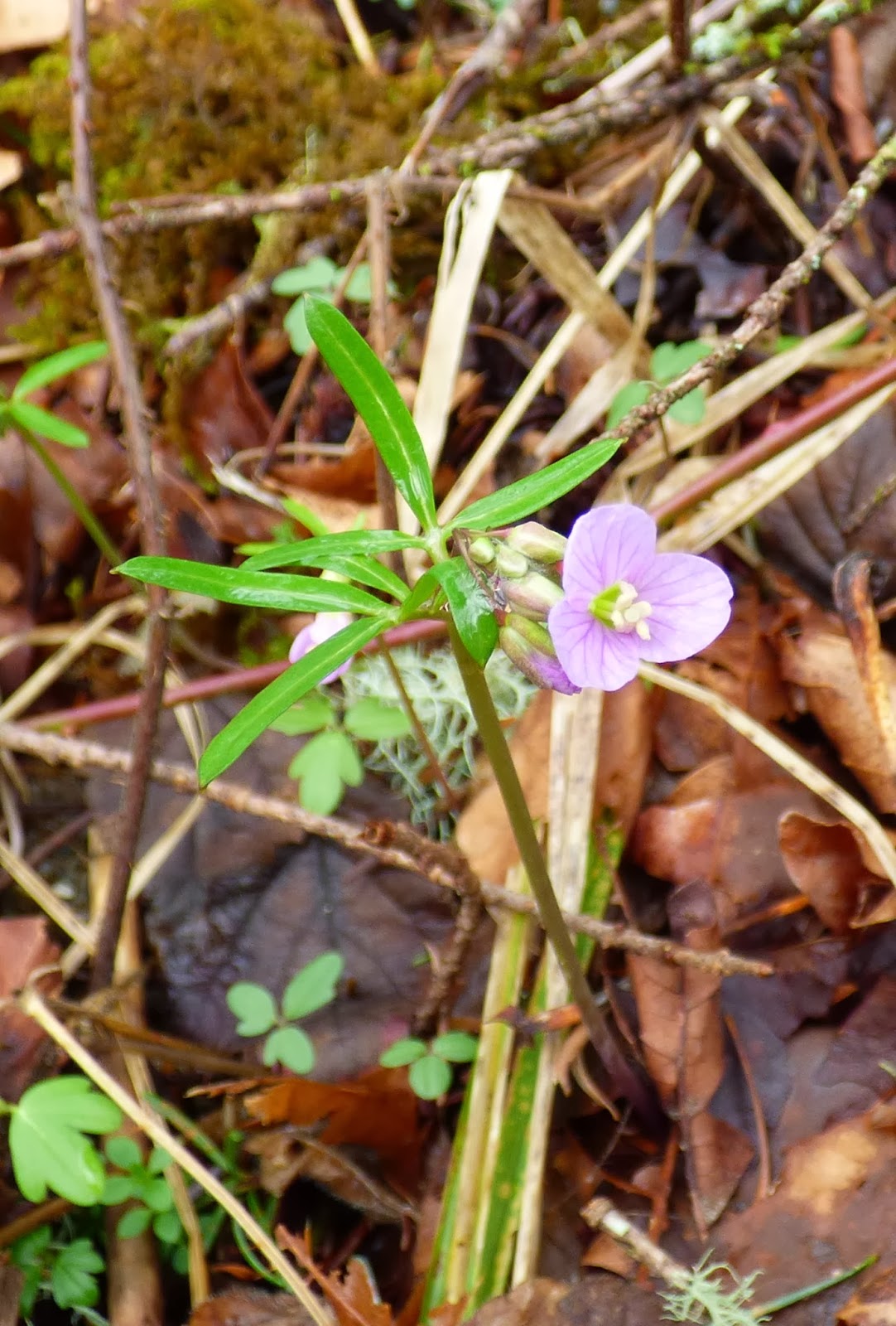 Wildflowers: Spring Woodland Wildflowers