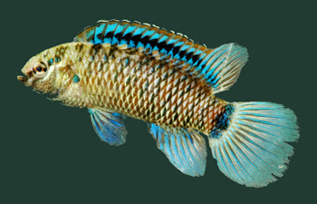 All of badis badis aquarium fish maintenance, nutrition, reproduction ...