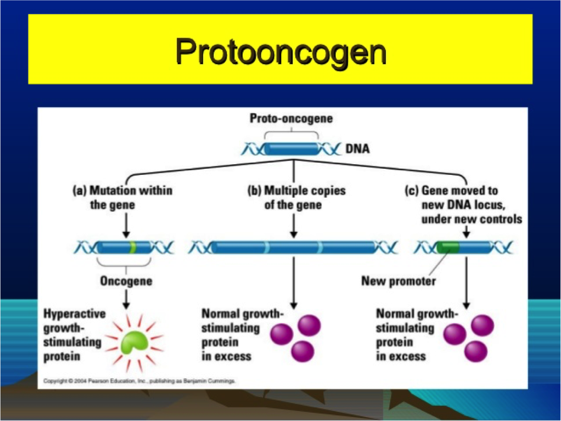 Bases Moleculares del Cáncer - 2015: 4. Mecanismos