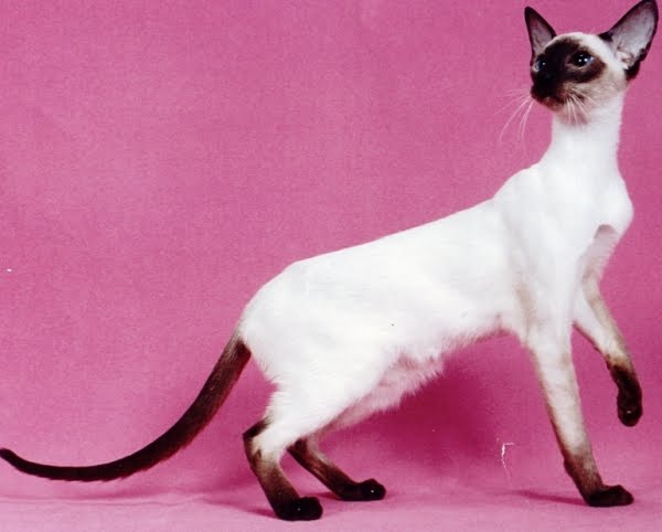 Text Intellection: Siamese Cat