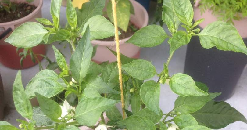 Jom Tanam Sayur ( JTS ) : Cili Api Akar dan Bara HidroponikJom Tanam ...