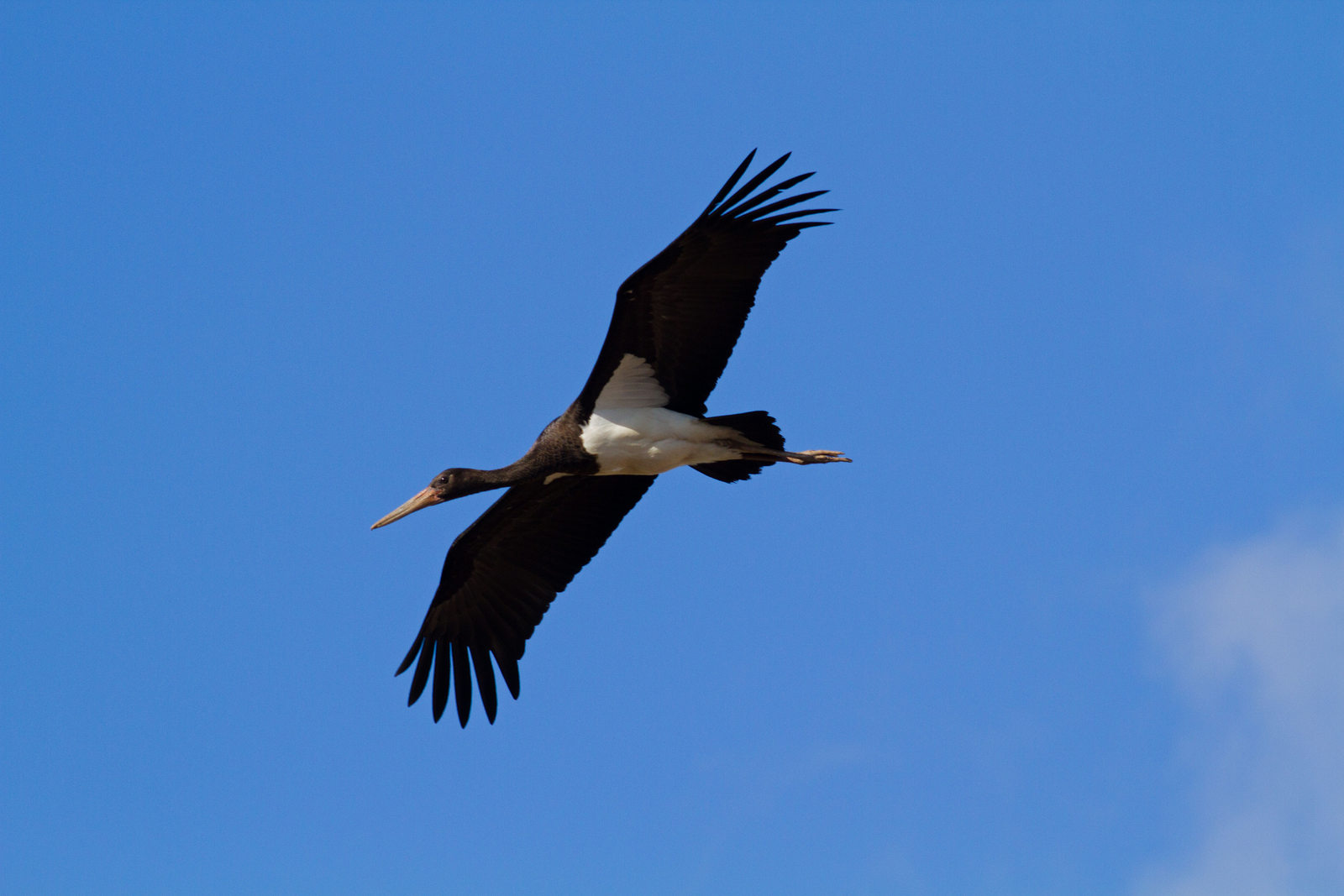 Snatur-bloggen: Sort stork ved Jordløse, Fyn august 2016.