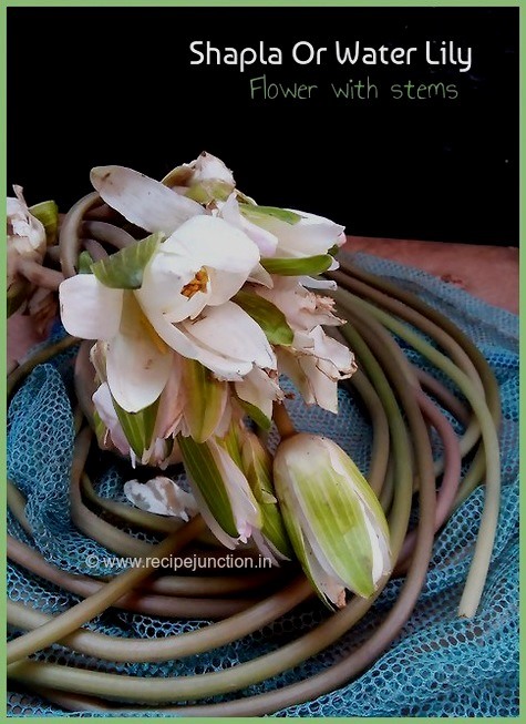 Two Bengali Shapla(Water Lily stem) Delicacy : Shapla'r Ghonto & Shapla ...