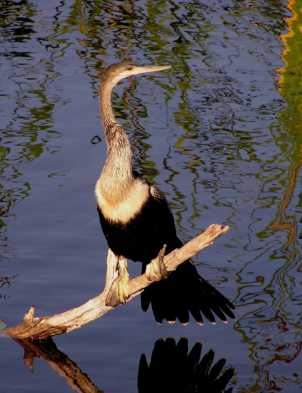 Maalie's Bird of the Day: 187. American Anhinga