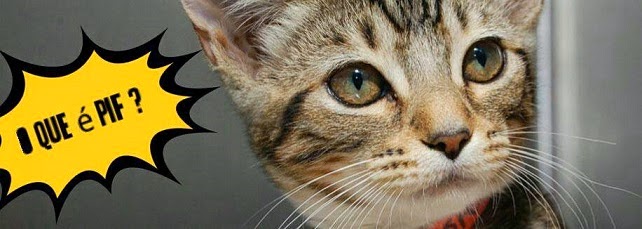 Peritonite Infecciosa Felina (PIF): Sintomas, tratamento e prevenção