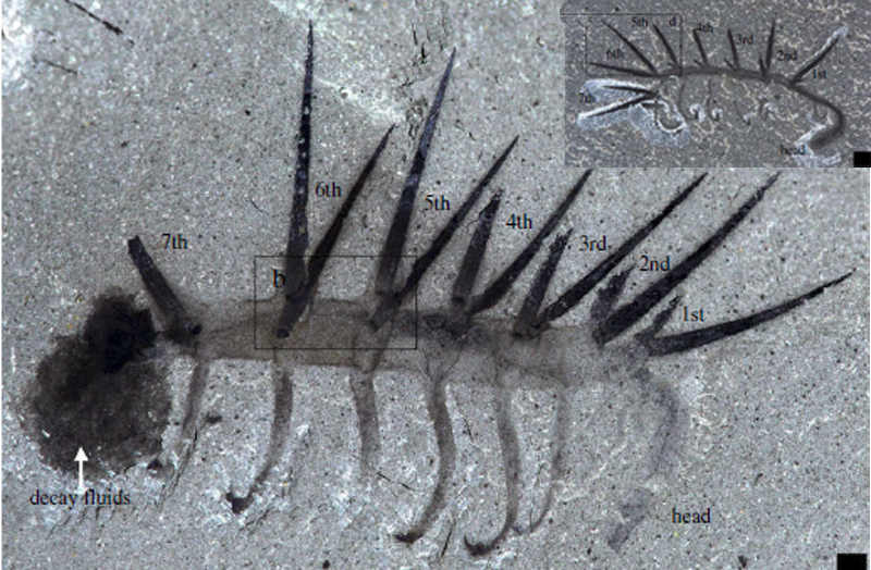 GeoScienze: Ricostruito nei dettagli l'enigmatico invertebrato marino ...