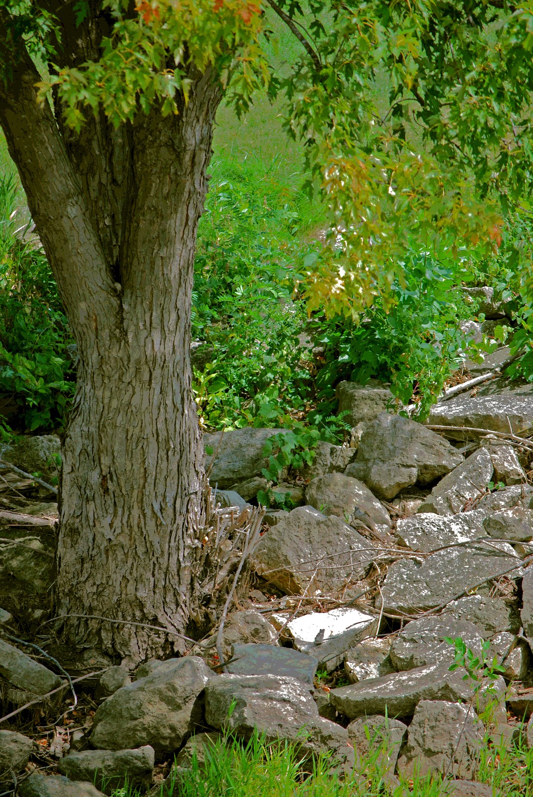 CJO Photo: Trees - Page 1