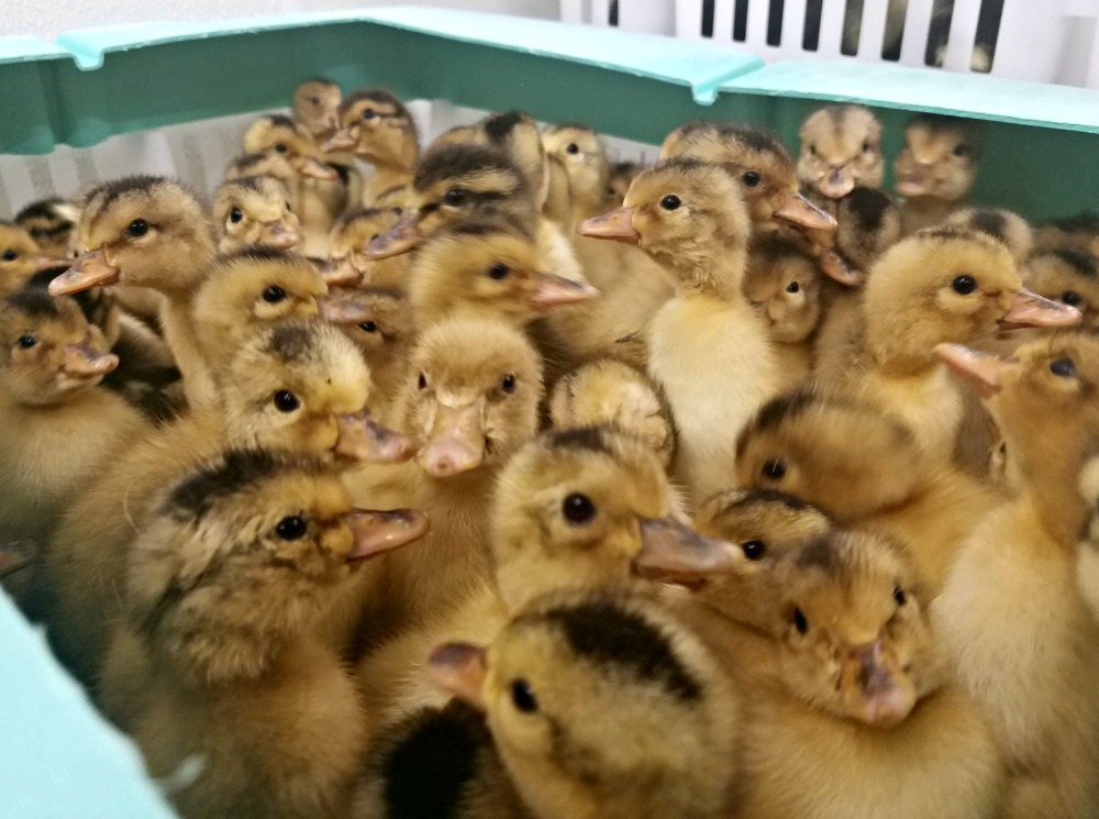 Behind the Scenes with the Ducklings at Metzer Farms - Fresh Eggs Daily ...