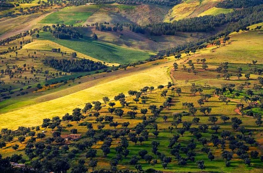 THE VIEW FROM FEZ: Morocco May Benefit From World Olive Oil Shortage