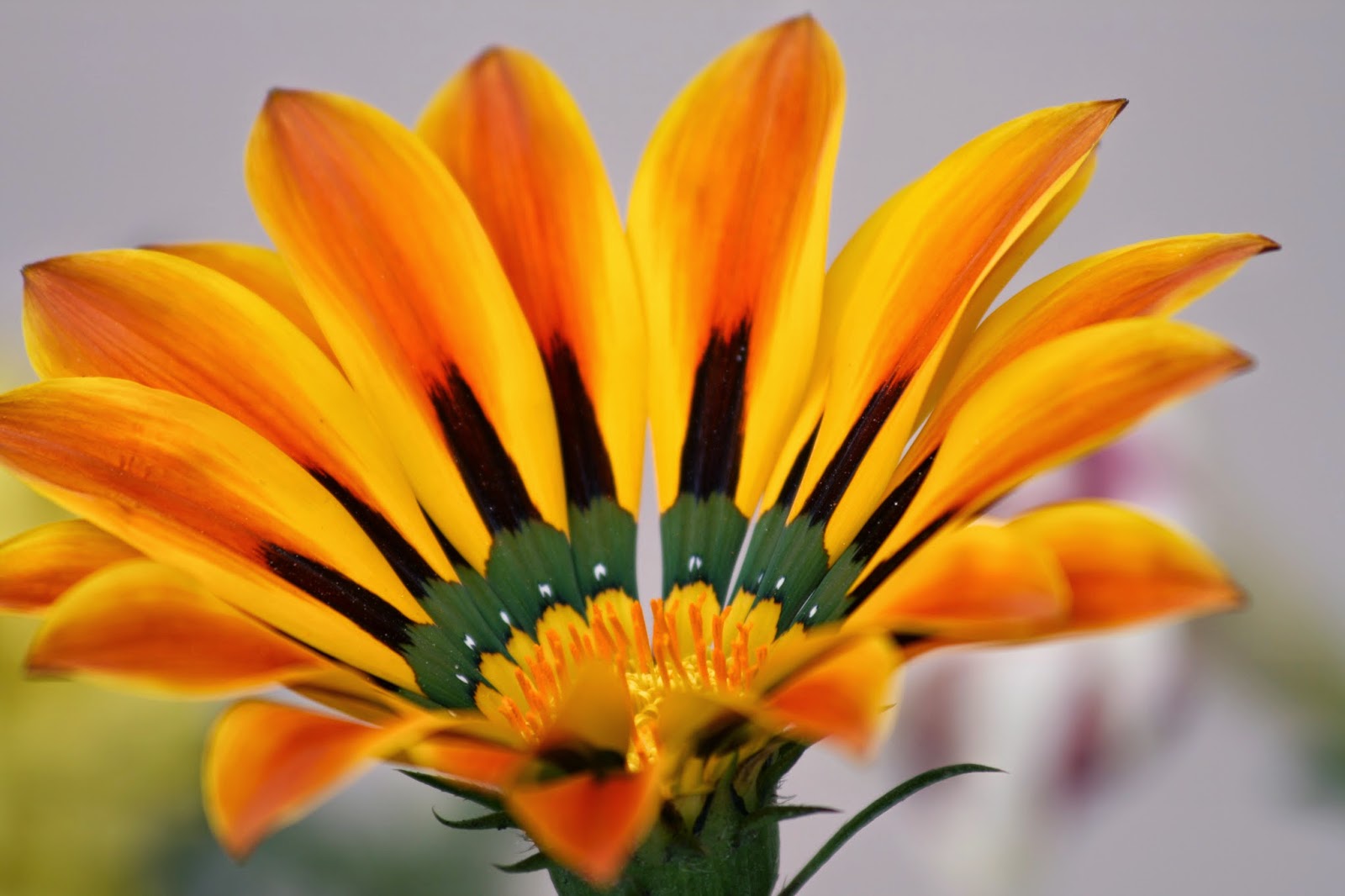 Home Gardening - India: Collecting Seeds - Gazania