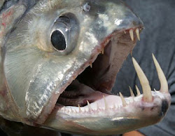 The Fish Encyclopedia