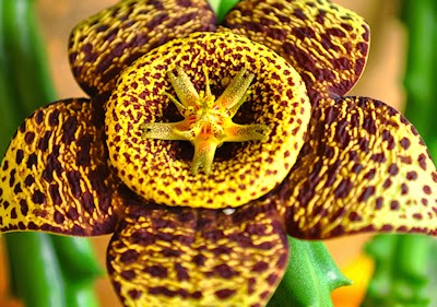 The Presurfer: July 2014