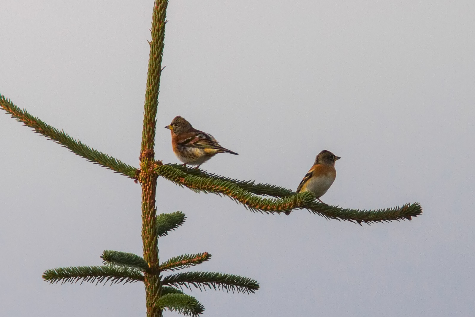 Fur & Feathers 500 - a Canada Big Year for Birds and Mammals: Haida Gwaii