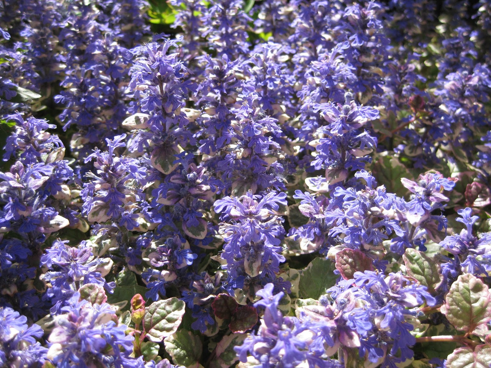 Bugleweed (Ajuga) - Rotary Botanical Gardens