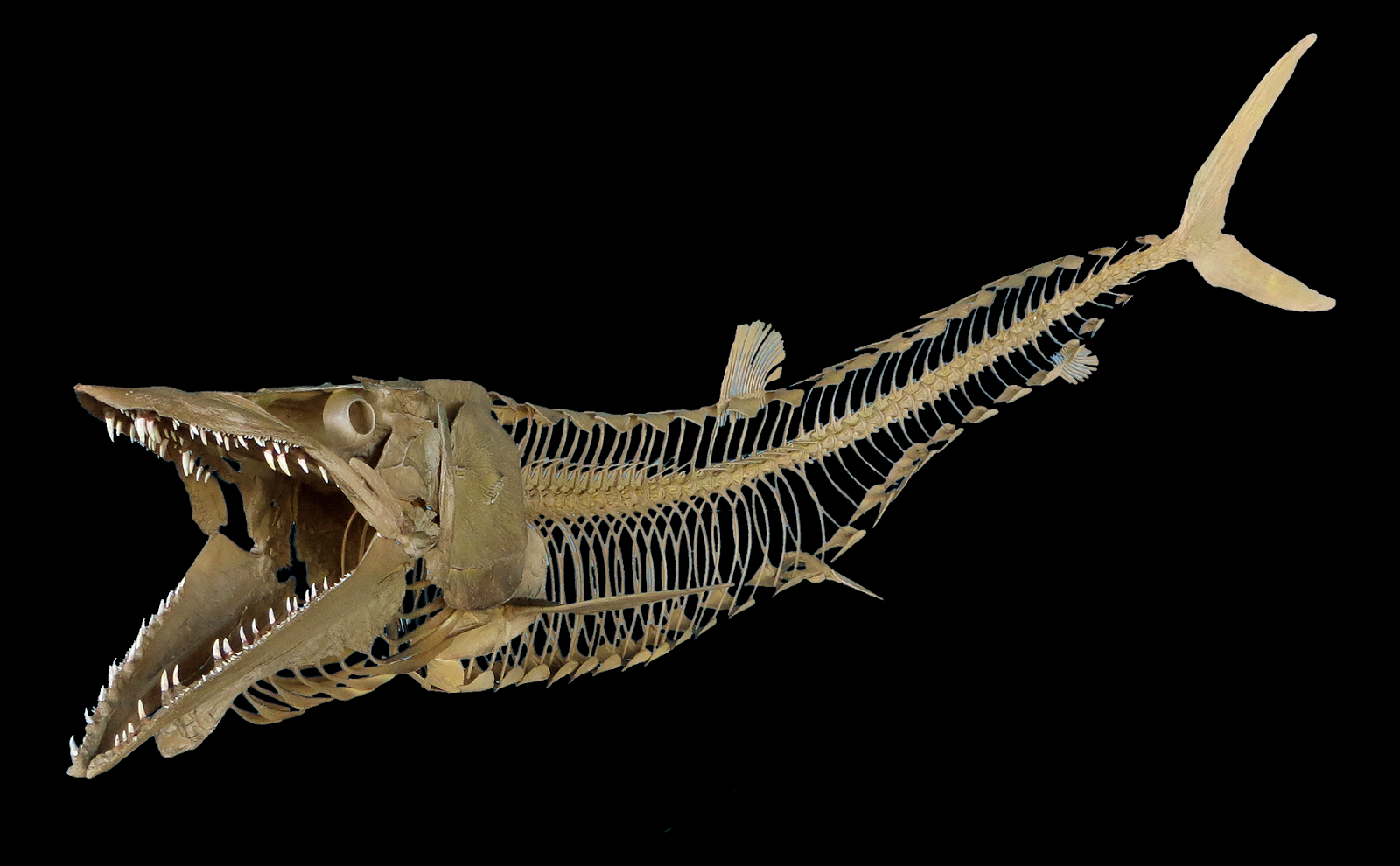 The Expeditioner's Discovery Guild: A little bit of Everything: Museums ...