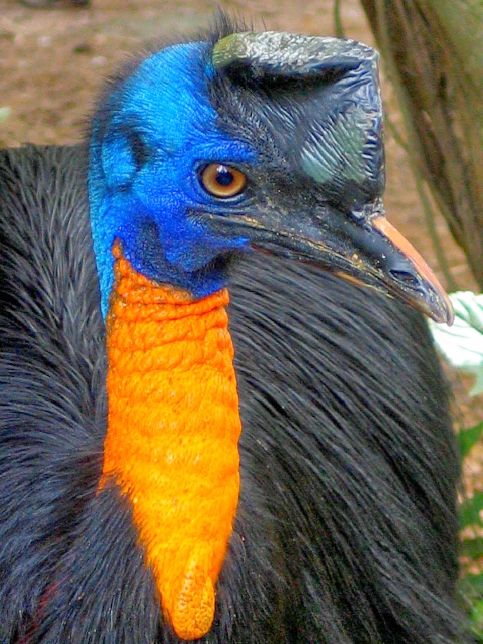 BURUNG DILINDUNGI (BAGIAN II) - ARTIKEL LHK