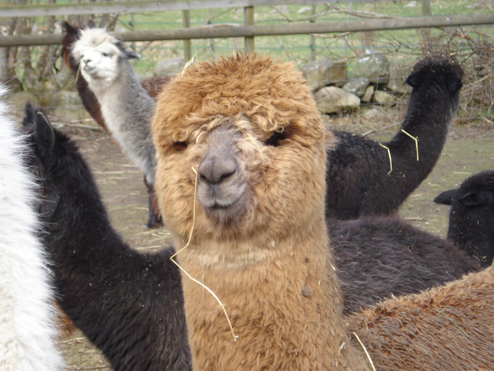 I min lilla värld av blommor: Det sötaste jag sett på länge...