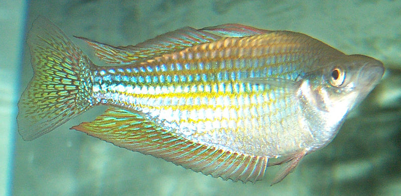 Fish Pictures: Australian rainbowfish - Melanotaenia fluviatilis