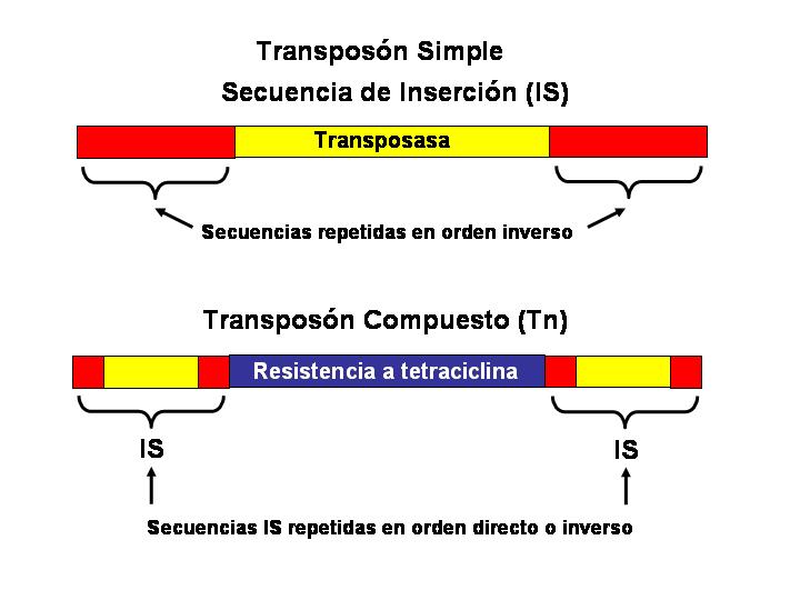 ḼїδβӚϯЧ ᴙ ⱥ ¶ ¶ ¶ ¶: TAREA DE TRANSPOSONES