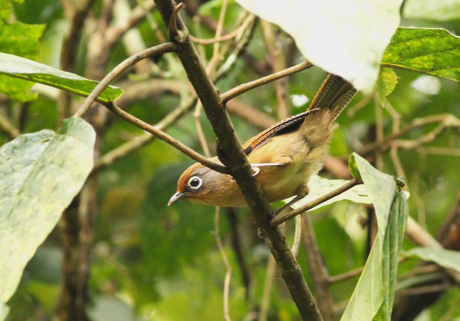 Vietnam Bird News: Greater Rufous-headed Parrotbill, Cuu Thac Tu Son