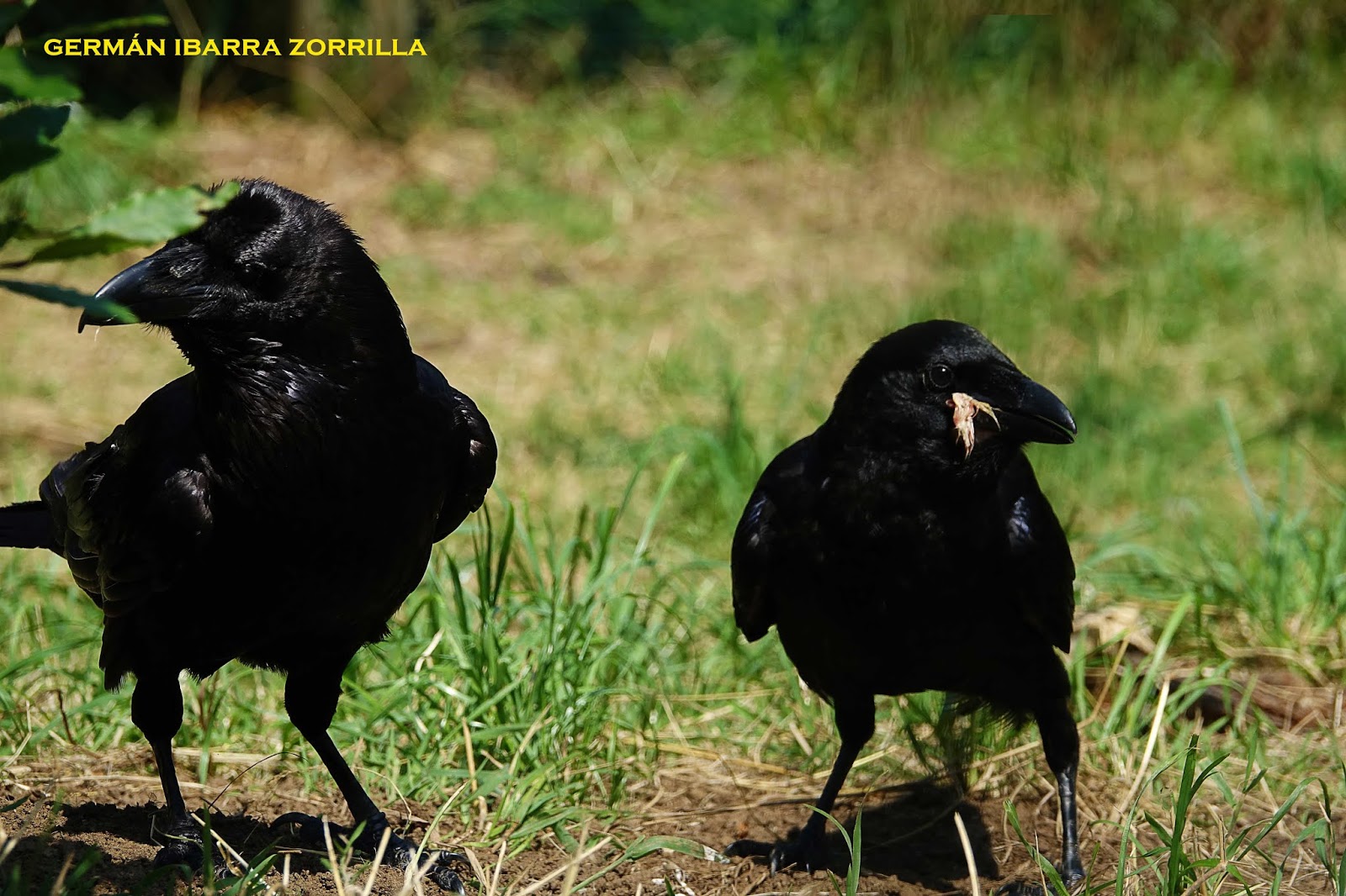 Constantino Parente: Cuervo (Corvus corax)