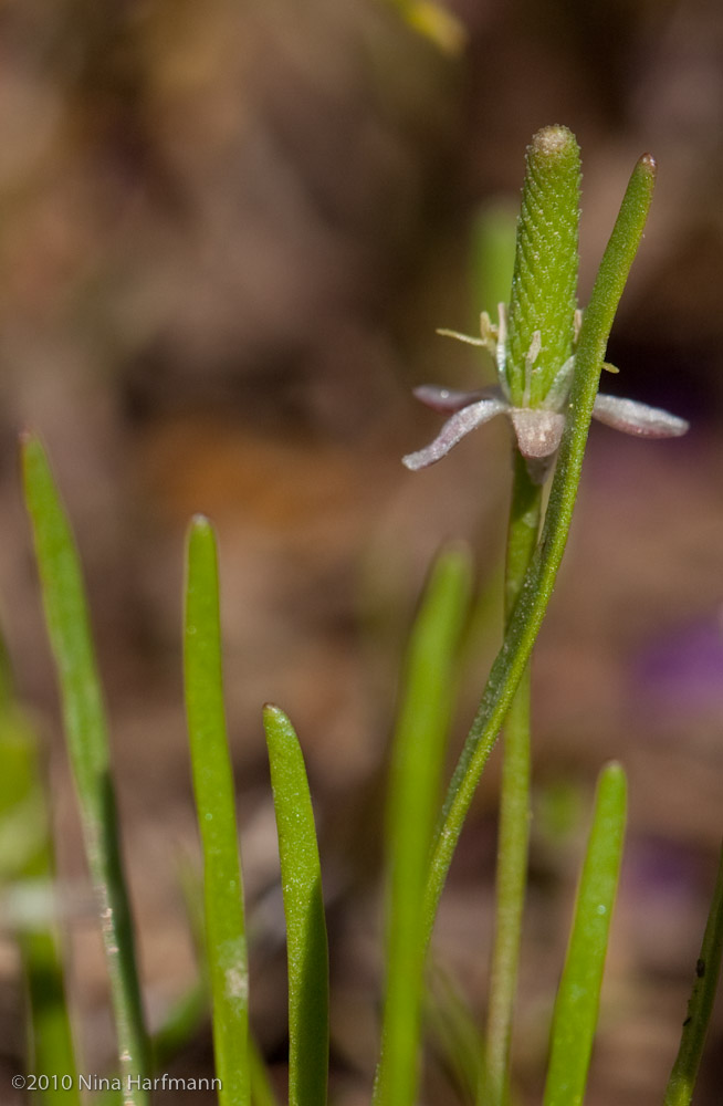 Nature remains.: Catching Mice in the Dead Sea