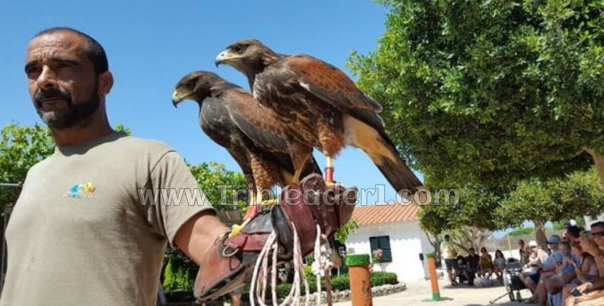 Bird Watching in Menorca - Birds of Prey