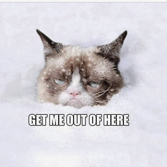 Top Ten Tuesday ~ Grumpy Cat ~ No. 50