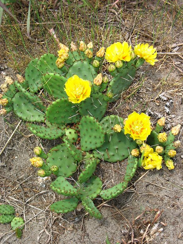 >: Know Yr (American) Cacti