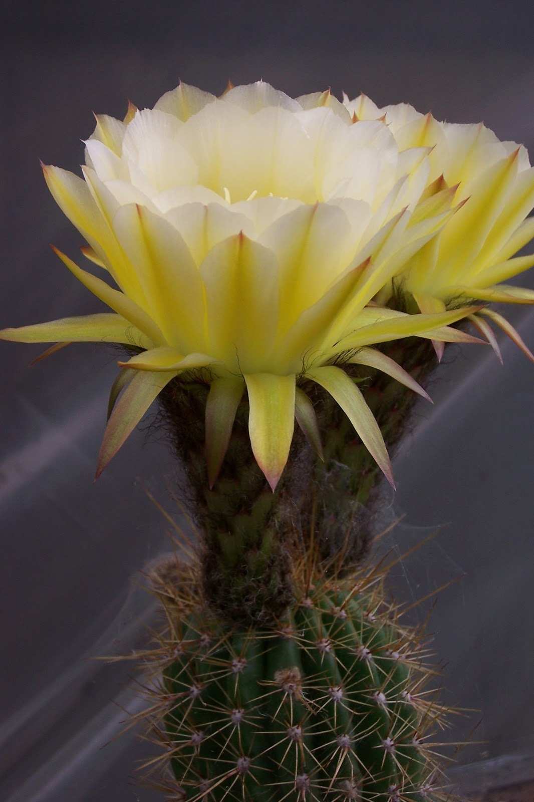Oregon Cactus Blog: Trichocereus hybrid flower