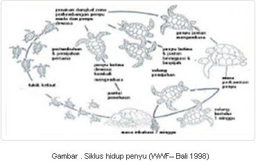 YOANA TIDUNG: IDENTIFIKASI DAN MORFOLOGI PENYU SISIK BESERTA PENYEBARANNYA