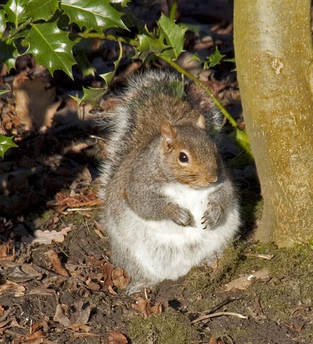 Let's Do It!: The Obese Squirrels--Not the Name of a Band