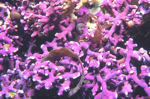 A la palestra : Lithothamnium calcareum