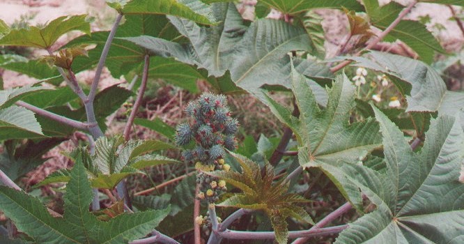 Daverangga : Risin... Racun dari Jarak Kepyar