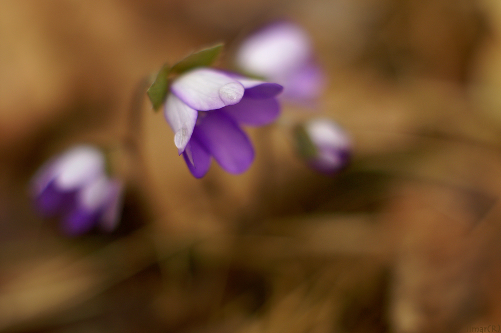 - Paranull -: Sinilill.