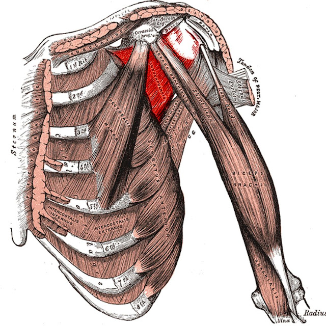 ¿Qué es el manguito de los rotadores?