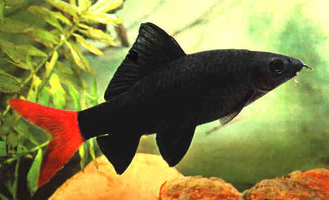 Aquarium Fish: Red Tailed Black Shark