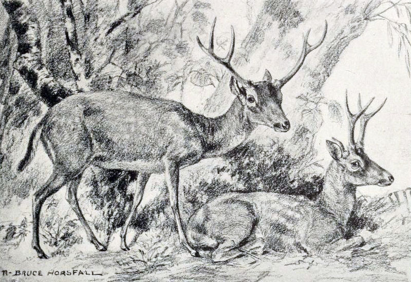 Domain of the C-Rex: The Amazing Antilocaprid Artiodactyls