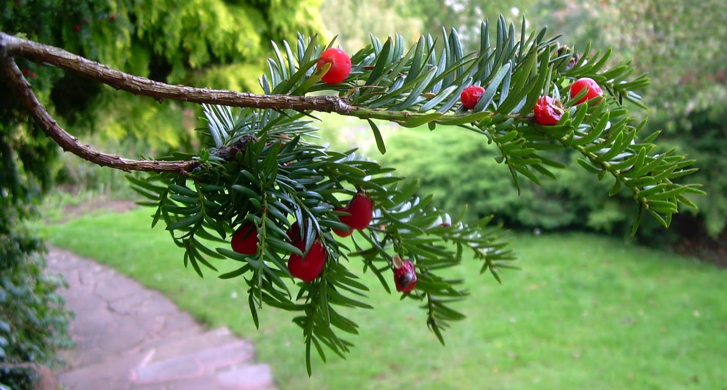 Taxonomia Plantae no Magnoliopsida: Phylum Tracheophyta Clase Pinopsida ...