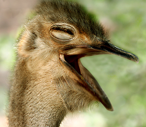 Our Beautiful World: Animal Expressions