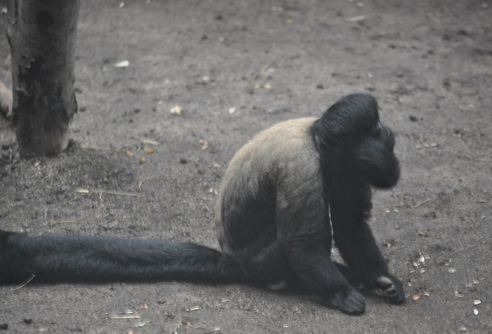 ZOOTOGRAFIANDO (6.100 ANIMALS): SAKI BARBUDO ROJIZO / GUIANAN BEARDED ...