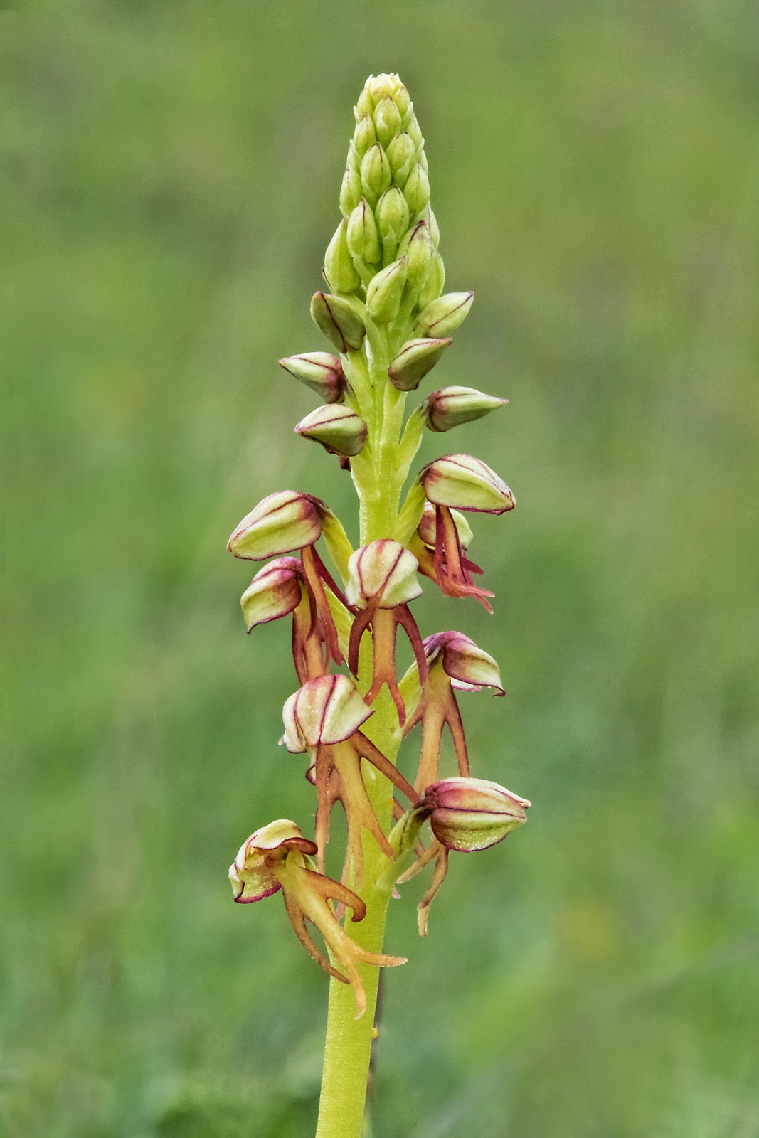 PETER'S PORTFOLIO..............Bird & Wildlife Photography: Man Orchid