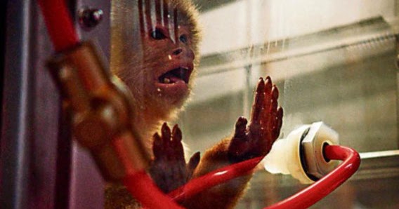 Augsburger Skandal-Zeitung: Affenschande? Affentheater? Affenliebe ...